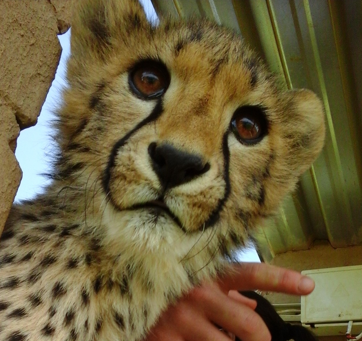 Cheetahs Michelle S Clutter Box